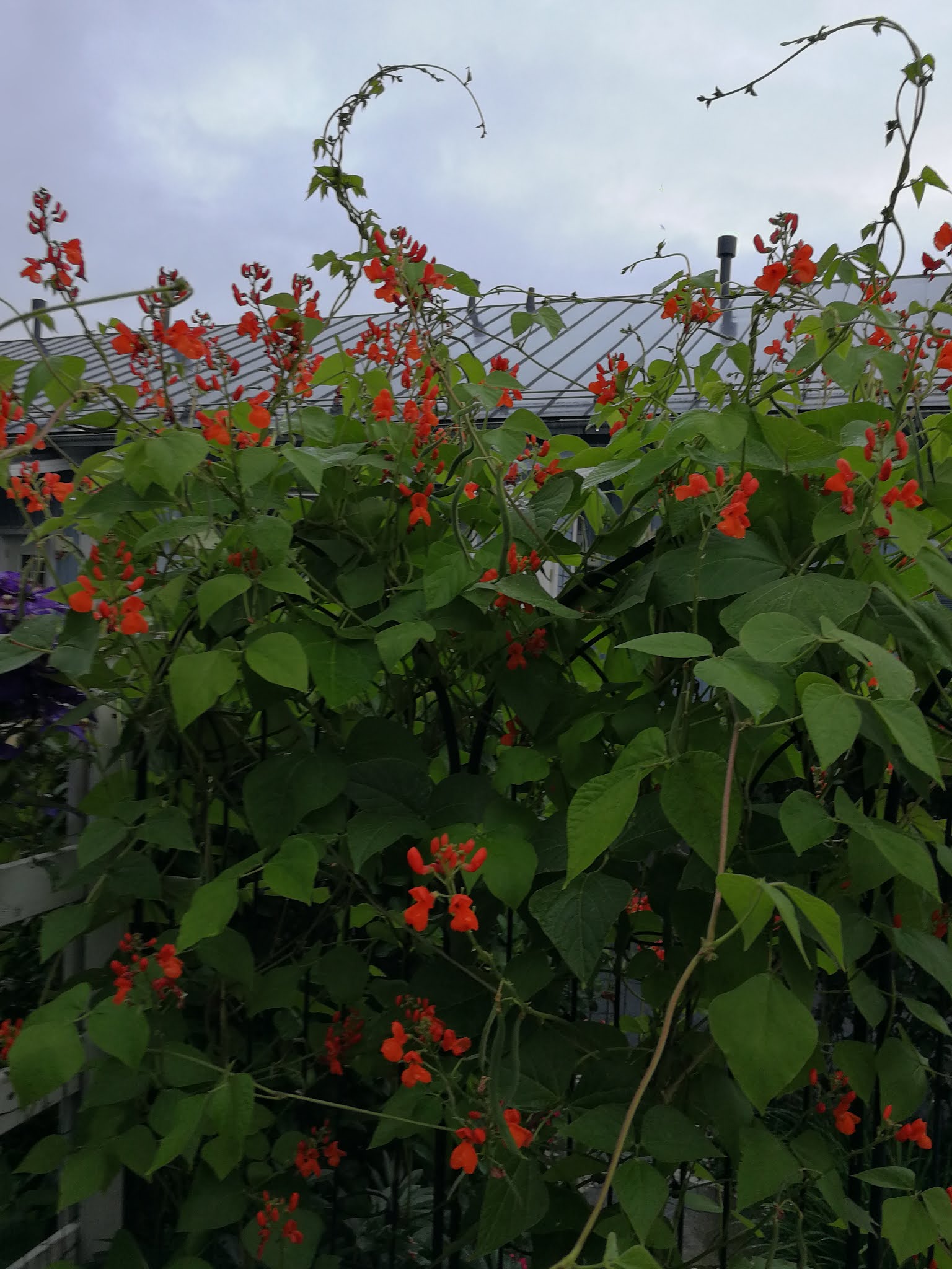 Koristepuutarhurin pihalla: Ruusupapu rehevänä