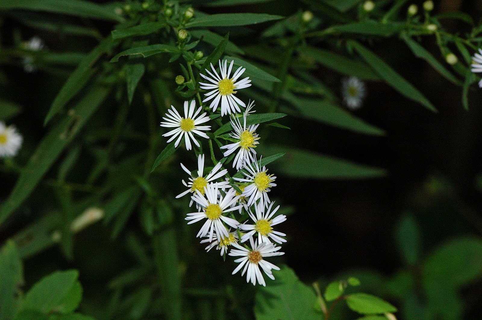 Field Biology in Southeastern Ohio: Some Ohio Asters