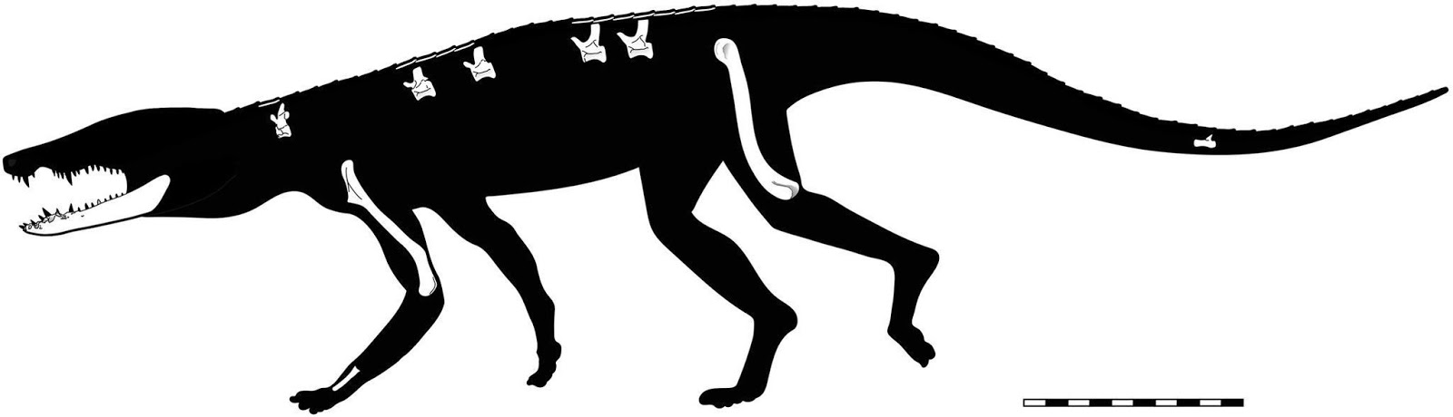 Species New to Science: [Paleontology • 2019] Tarsomordeo winkleri ...