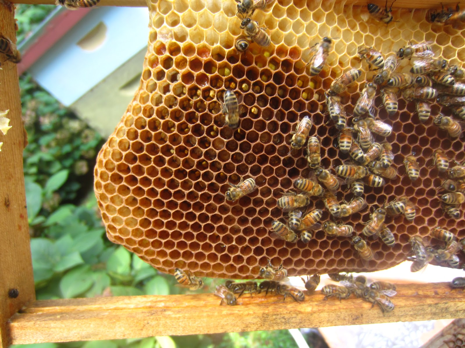 Linda's Bees: Mayhem and Robbery in the Bee Hive