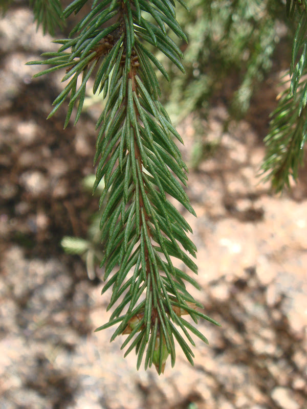 Fotografiando plantas: Pícea común