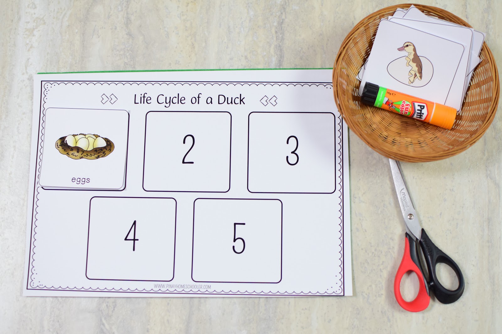 Spring Animal Life Cycles | The Pinay Homeschooler