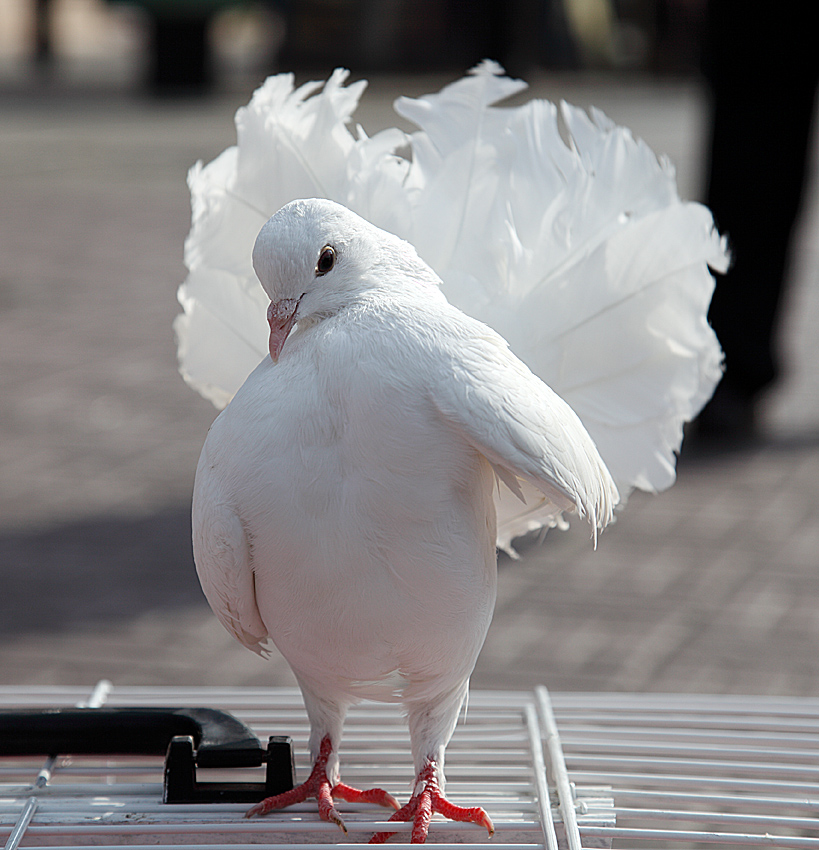 Funny Animals: Funny Dove