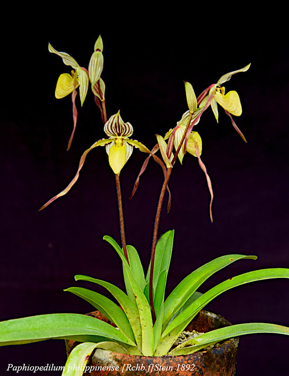 Paphiopedilum philippinense (Rchb.f.) Stein