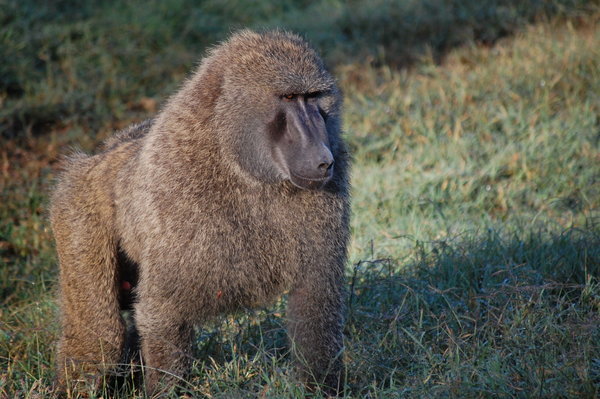 Baboon - Wild Life Planet