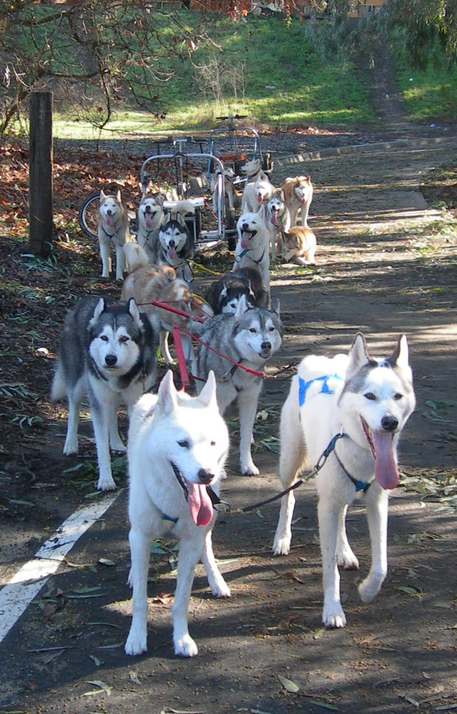 Arctis Carts: Urban Mushing