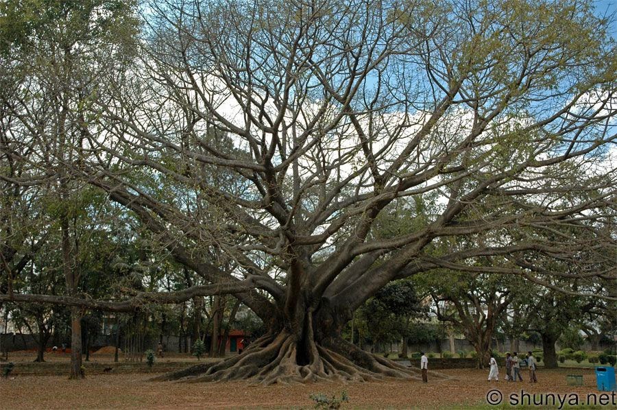 Giant Trees From Around The World: Cotton trees