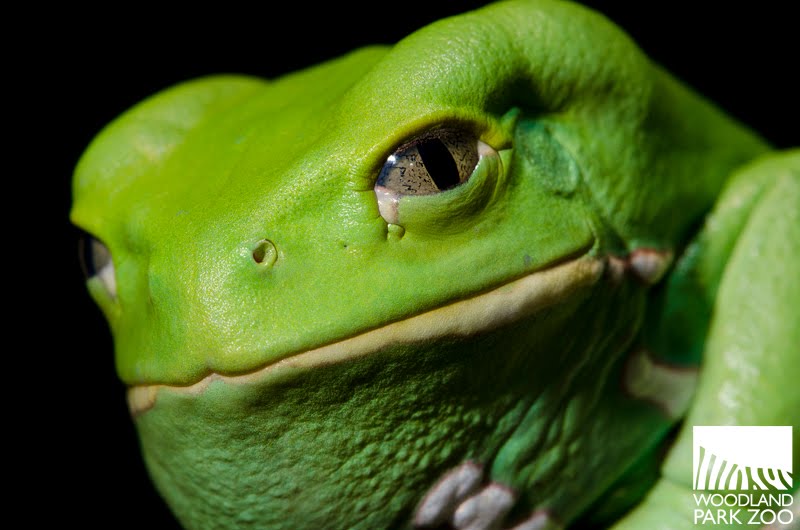 Wonderfully Wild Wednesday: Waxy frogs