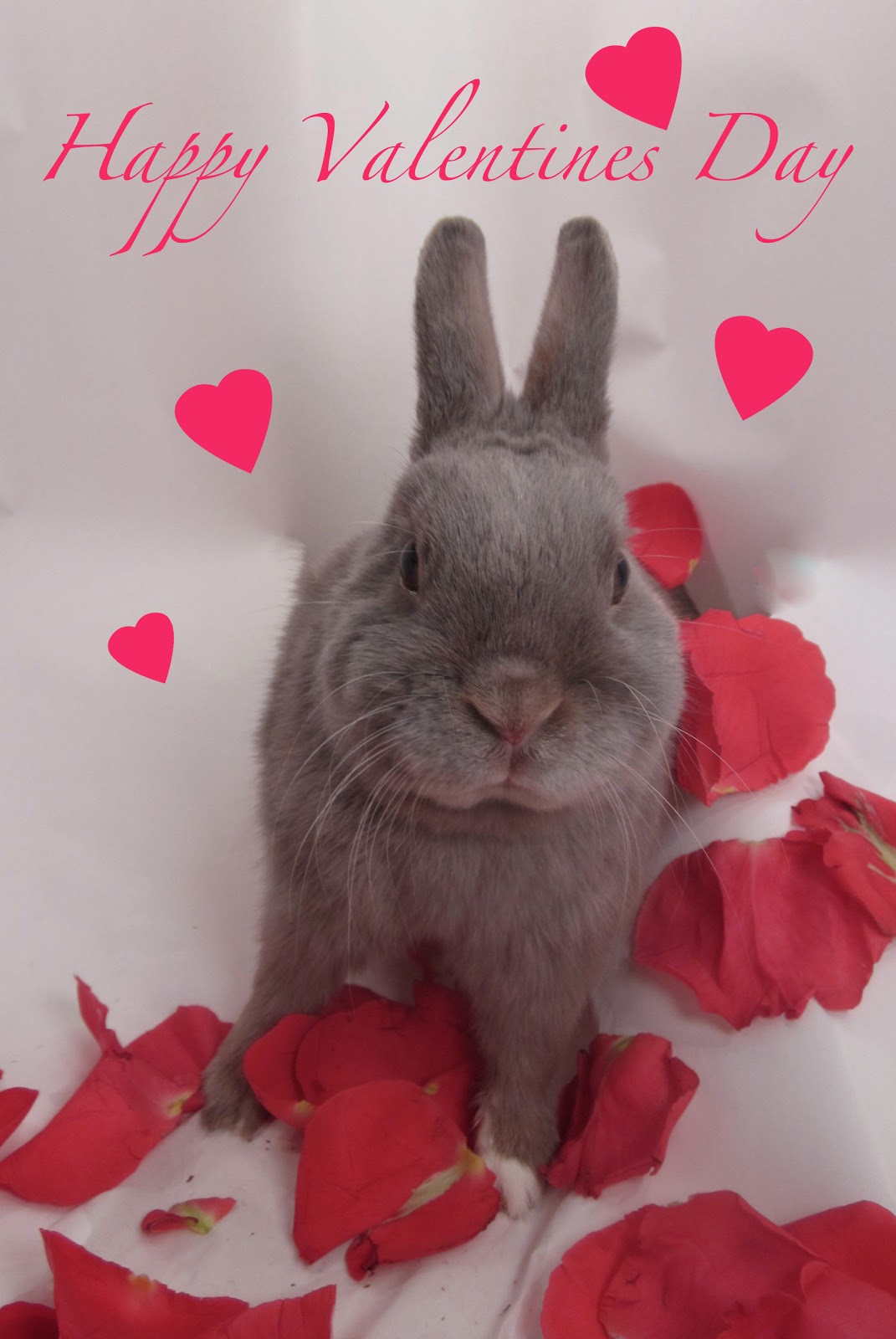 Stylish Blooms: Happy Valentines Day