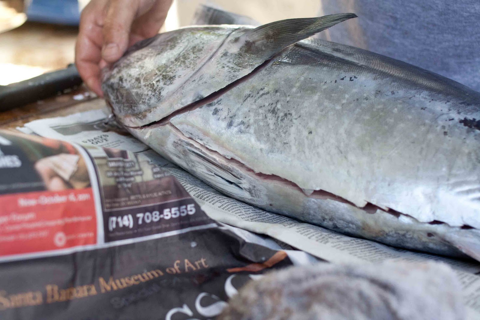 FOODjimoto: Sashimi--Pacific Bluefin Tuna