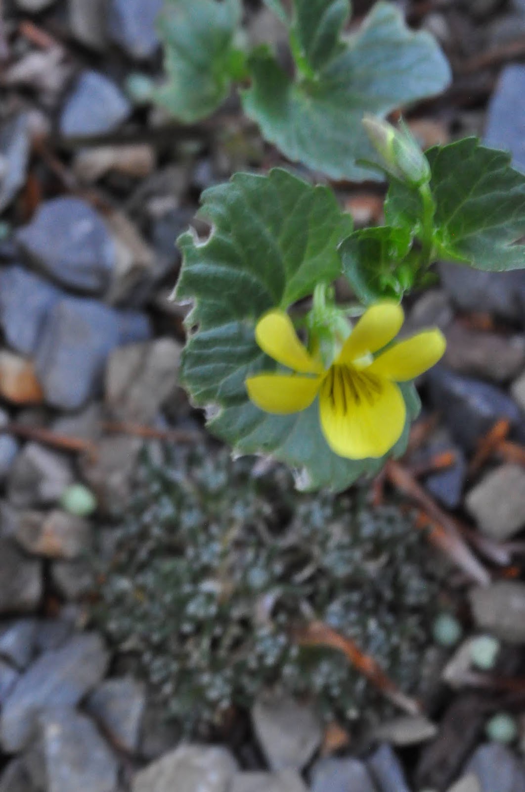 Alpine Garden Society Victorian Group: VIOLA.