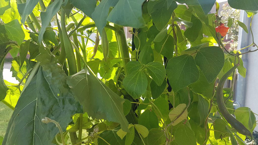 © Mein Waldgarten: Feuerbohnenliebe und der Kranz der Corona ...