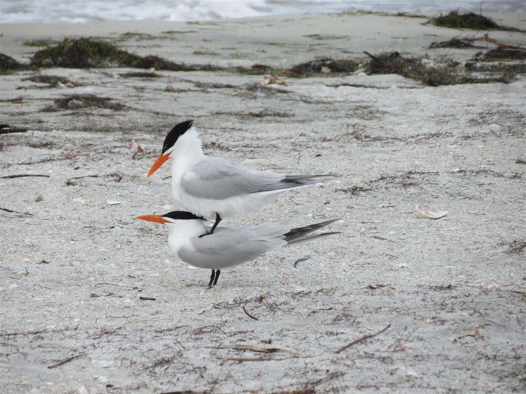 Viewing nature with Eileen: Royal Terns
