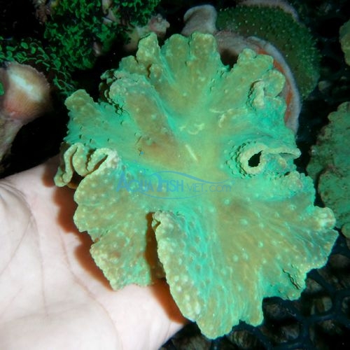 AquaFishViet: Cabbage Leather Coral