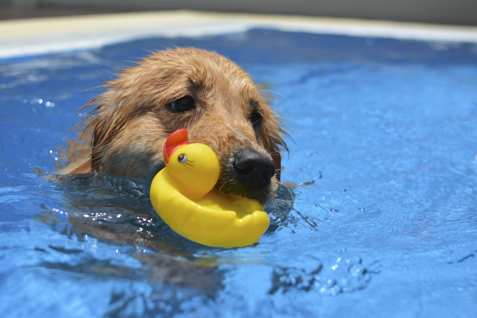 Berkeley Heights Animal Hospital: Pool Safety Tips for Pets