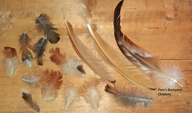 Pam's Backyard Chickens: Feathers 101 - Why Does a Chicken Lose ...