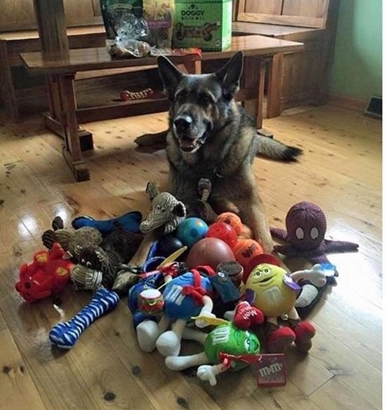 Metal teeth give US police dog a new bite - Viral Hubs