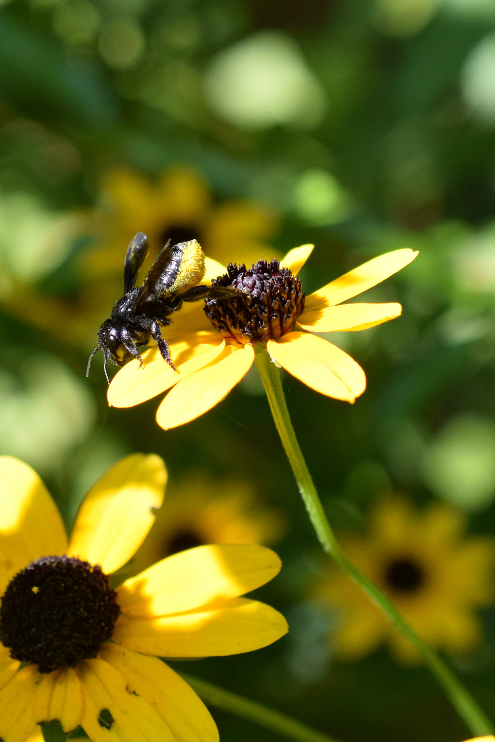 Using Georgia Native Plants: So You Want to Support Pollinators – Part 1
