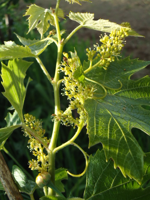 Pratos da Bela: Árvores de fruto entre outros II...