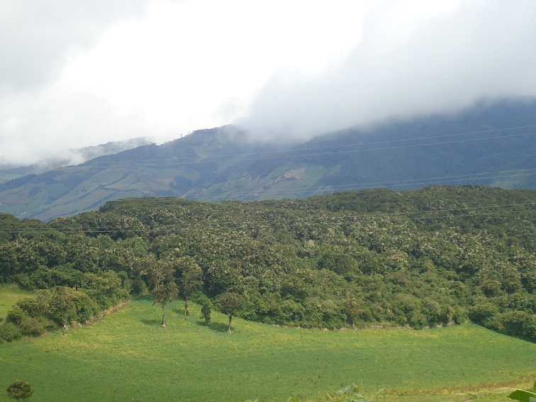 NUESTRA TIERRA ANTEÑA: MILENARIO BOSQUE DE LOS ARRAYANES, CARCHI - ECUADOR
