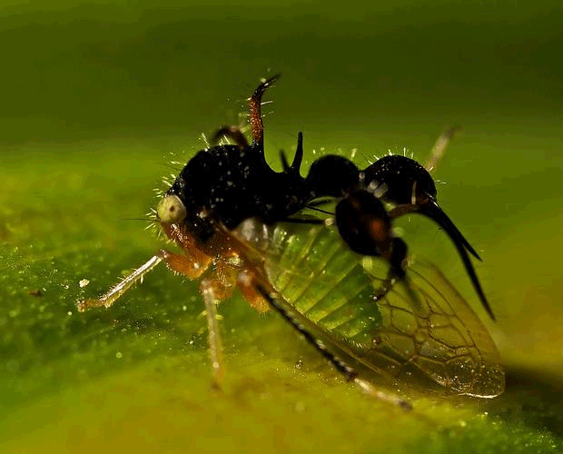Anokha Pakistan Very Rare Animals In World Anokha Pakistan Very Rare Animals In World