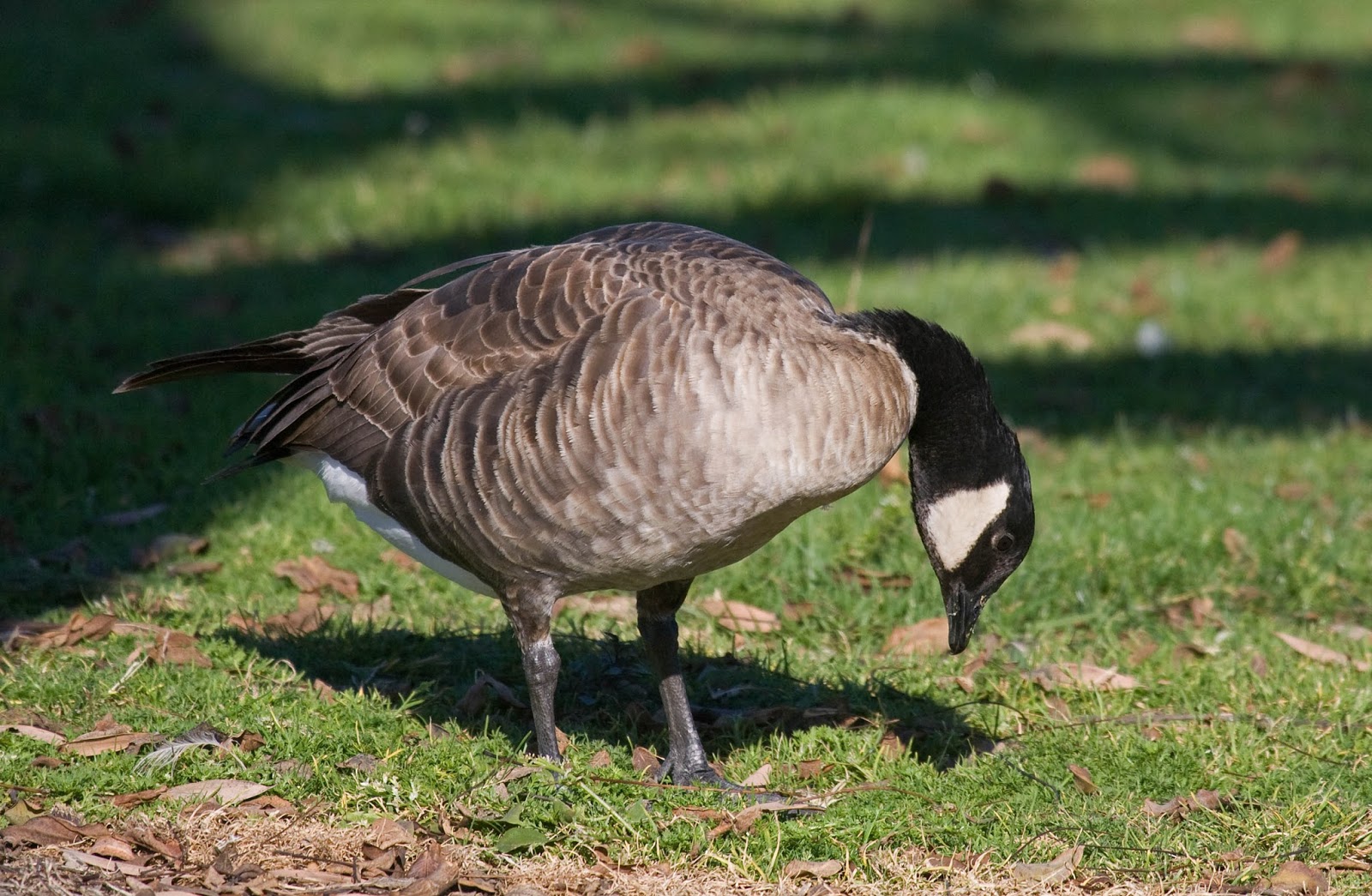 Cackling Goose - Greg in San Diego