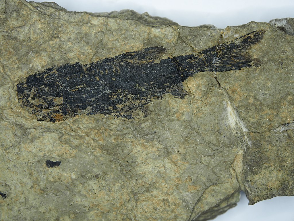 Middle-Devonian Life III: Vertebrates