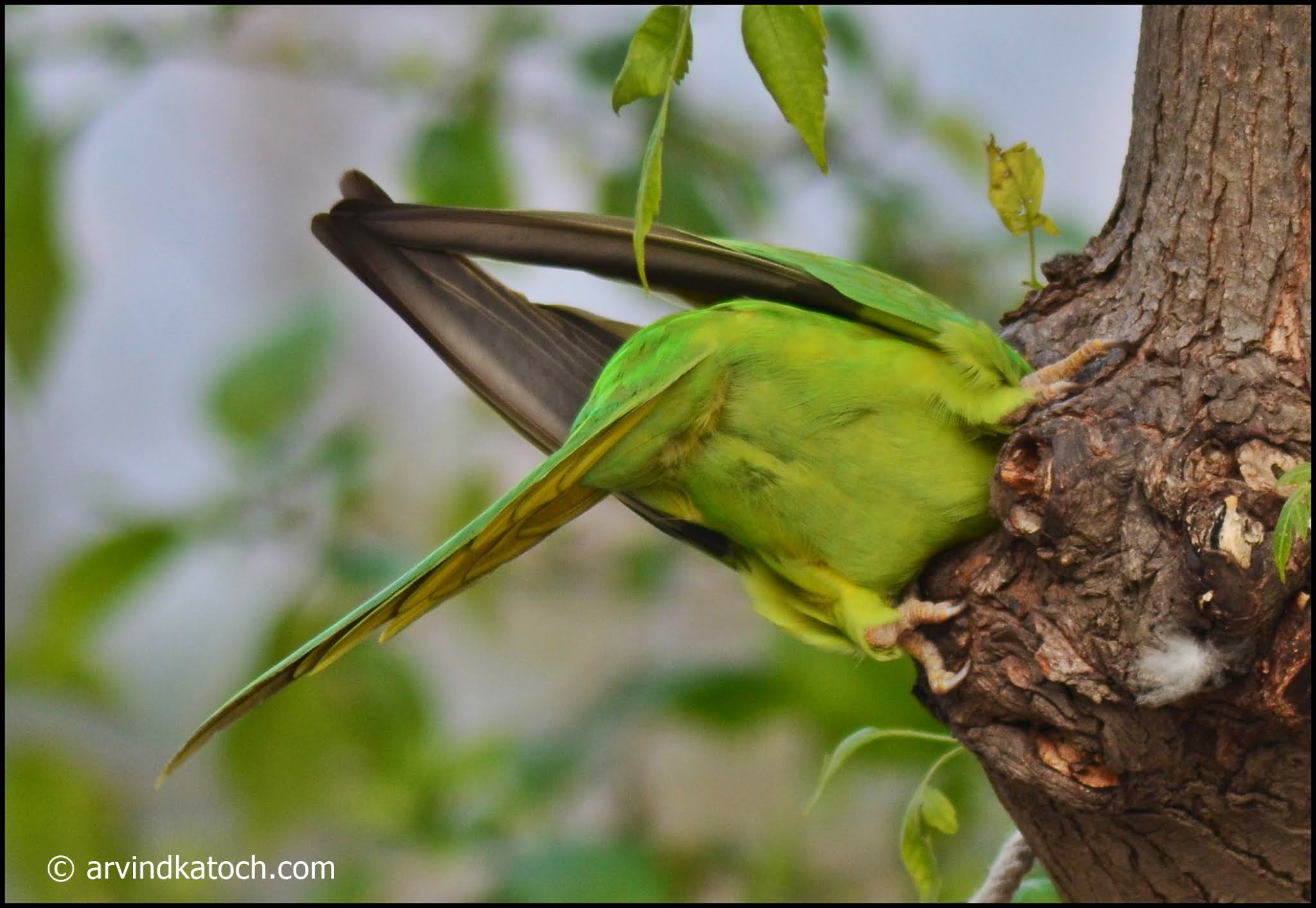 Rose-ringed (Indian) Parakeet (Parrot) Pictures and Detail (Psittacula ...