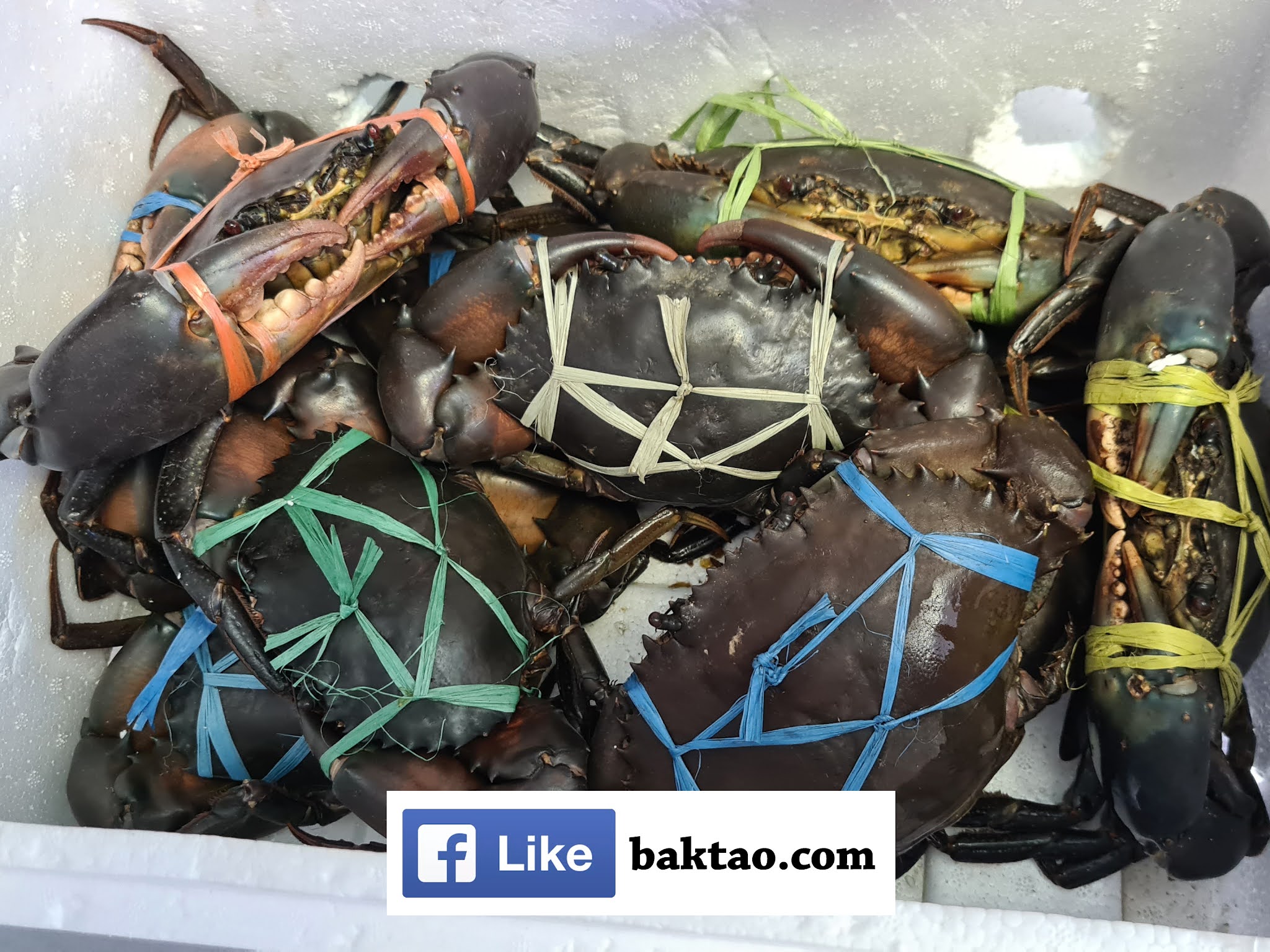 Meaty Indonesian Mud Crabs from B&B Fishery Services