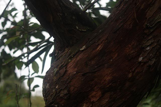 Dhamma Path Blog: Raja Kayu ~ The Magical King Of Wood Energy.