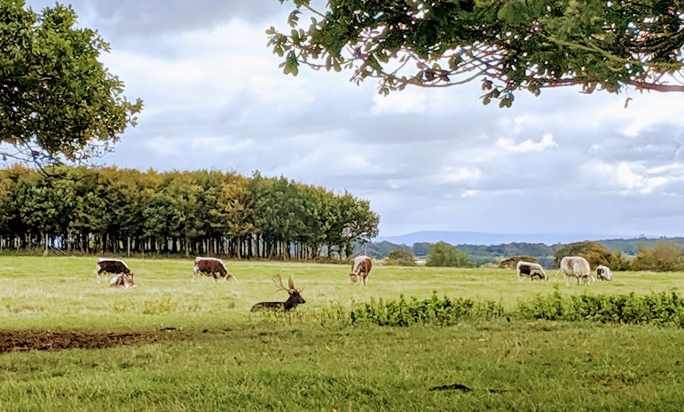A Visitor's Guide to Raby Castle, Deer Park & Gardens | North East ...