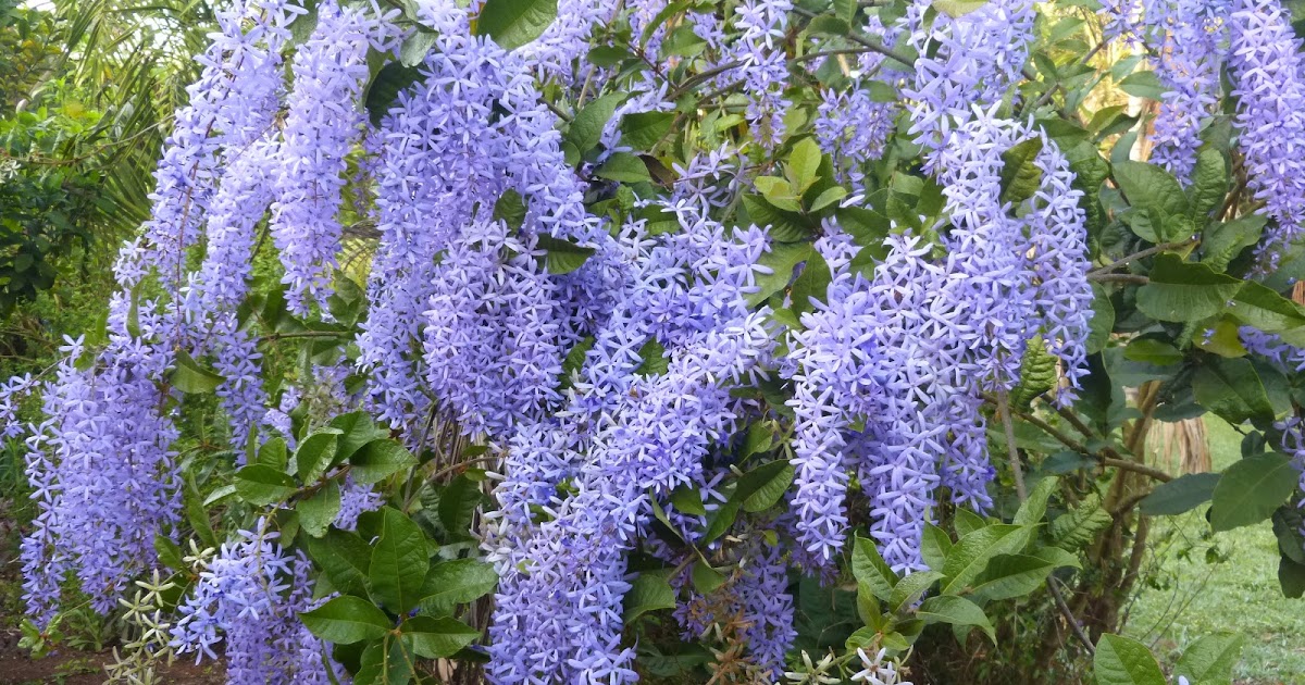 PLANTAS INCRÍVEIS: A PETRÉIA-GIGANTE (Petrea racemosa,Nees)