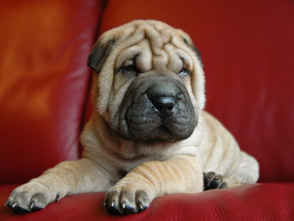 Walrus Dog: An Example That Wrinkles Can Be Cute