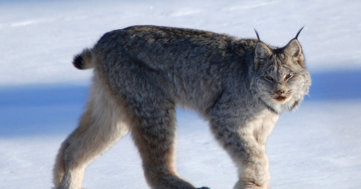 Abe's Animals: Lynx species (Alive)