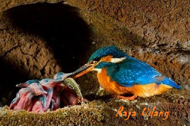 Burung Raja Udang - Kingfisher - Alam Mentari
