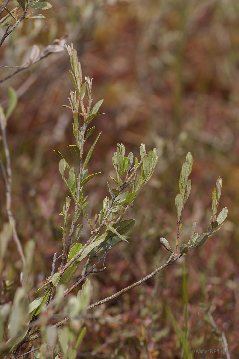 Nature photos from an Amateur Naturalist: Ponkapoag Bog, USA (Ponkapoag ...