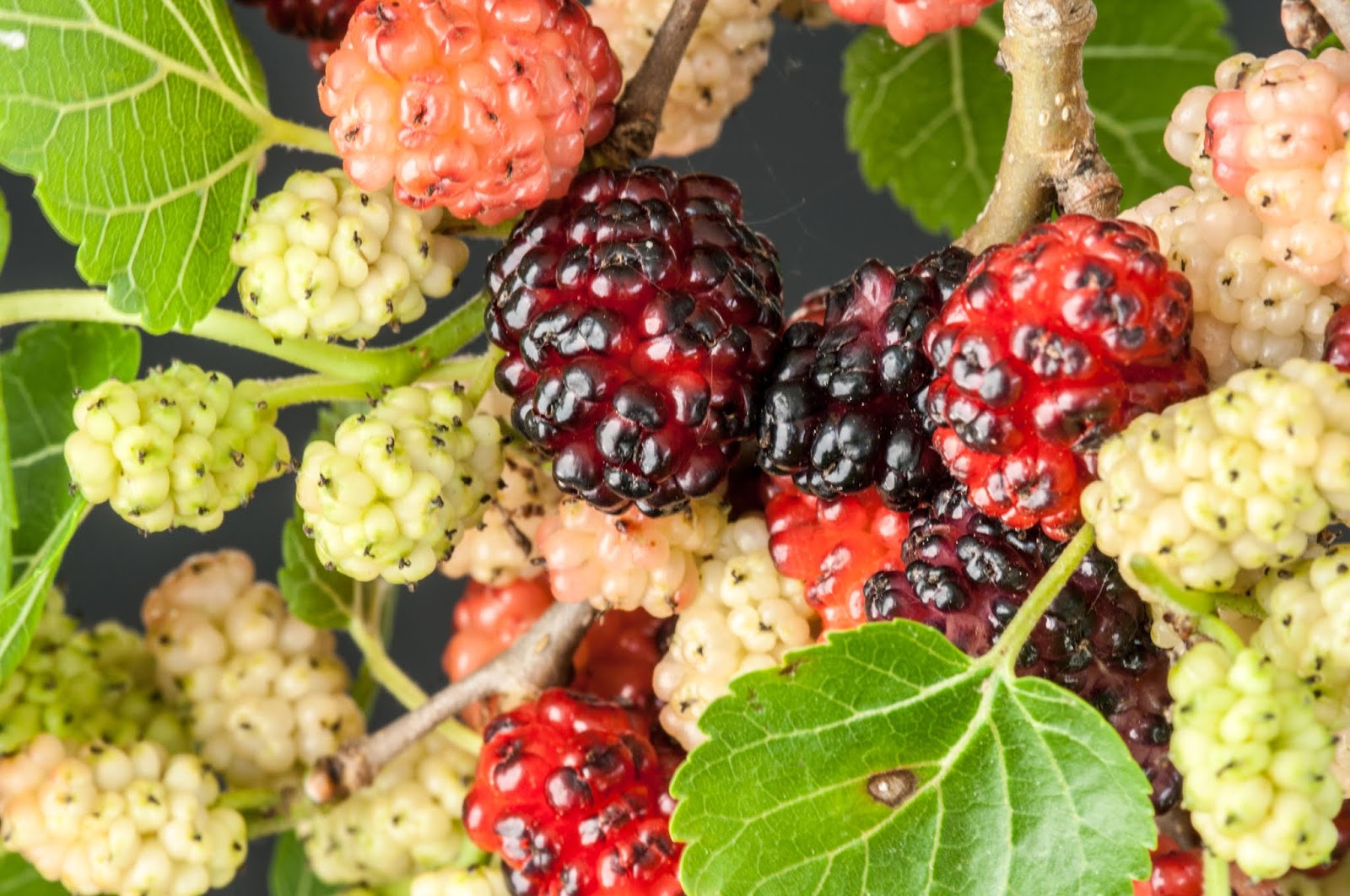 The 3 Foragers: Foraging for Wild, Natural, Organic Food: Mulberry ...