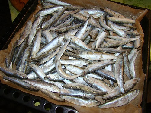 Cristina's world: Sprot copt la cuptor