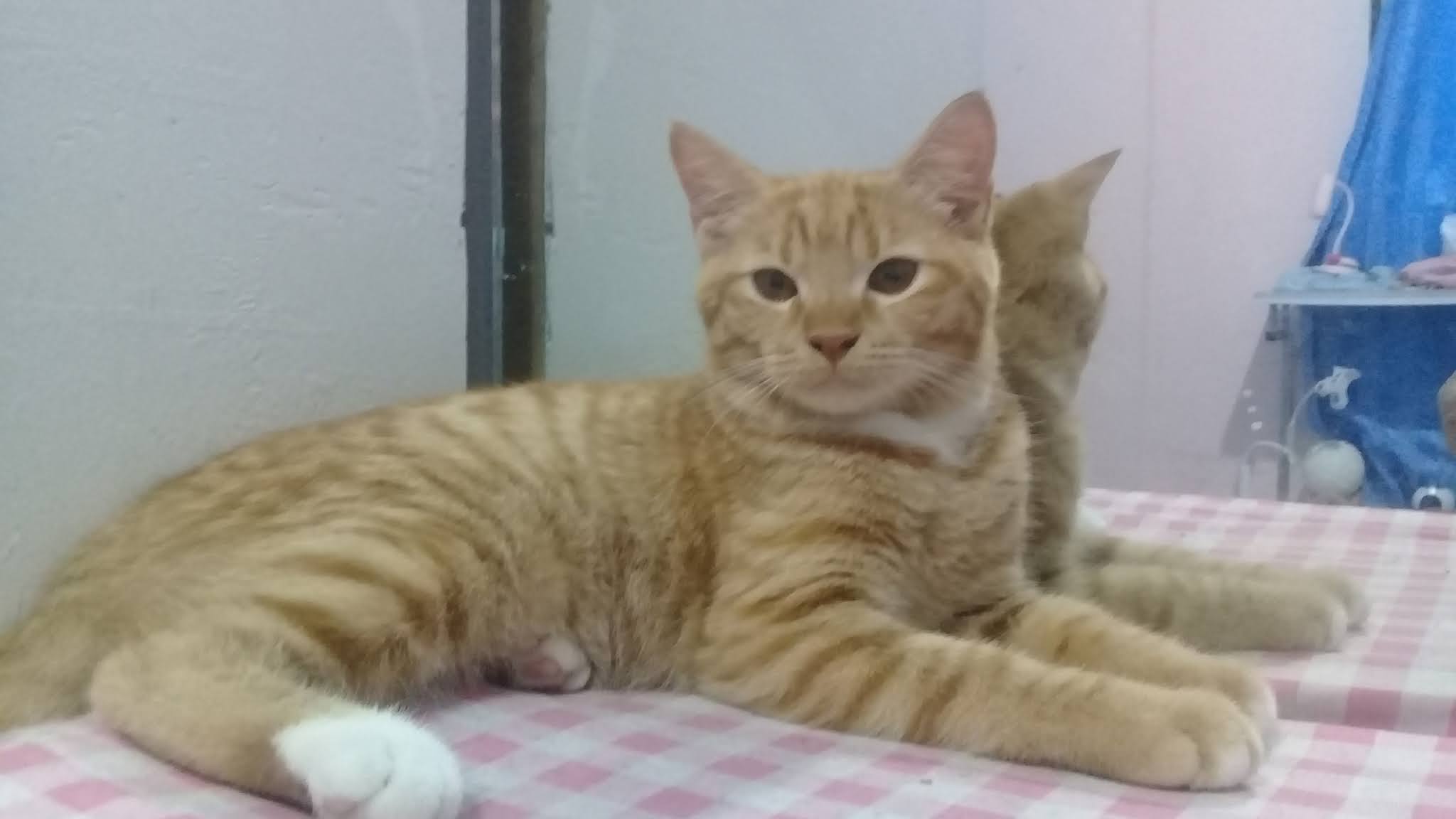 9 scientific Facts about the 'orange cat'..