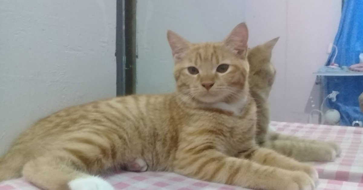 9 scientific Facts about the 'orange cat'..