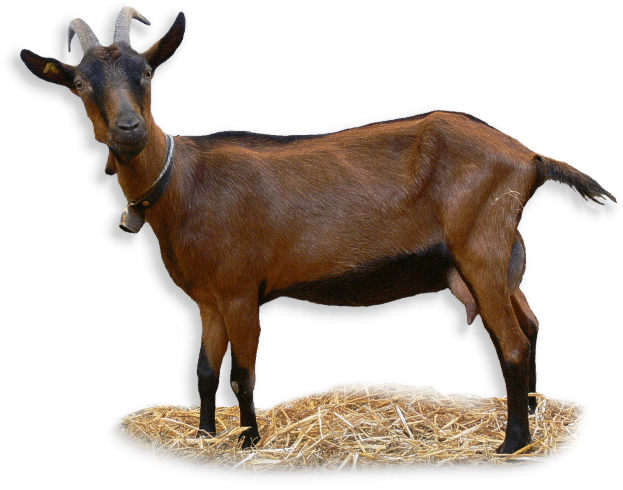 Capre de rasa de vanzare