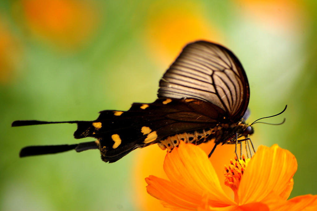 School Of Digital Photography: Butterfly Photography Tips – Best Places ...