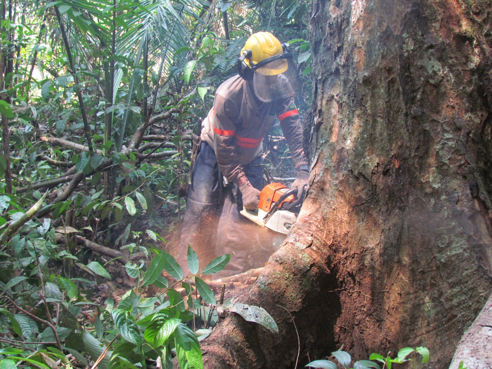naEstrada.com: Projeto na Amazônia - Extração de Madeira