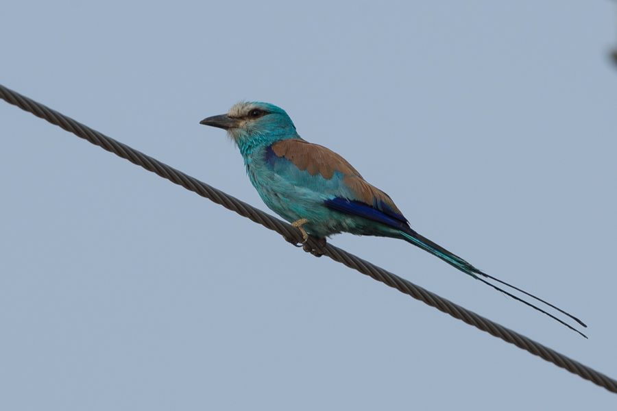 Birds of Saudi Arabia: Birding Malaki Dam Lake – Abu Arish