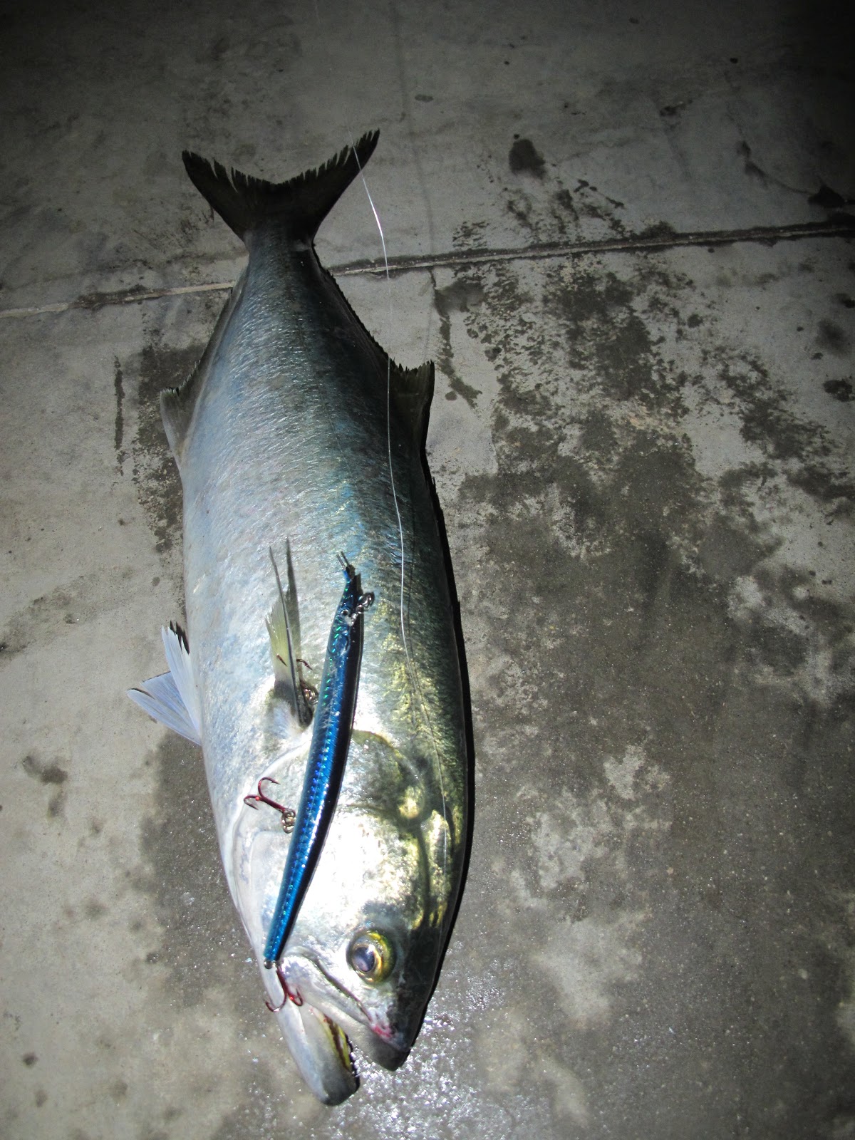 blue dreams fishing: SAYORIS 155 (Little Jack)