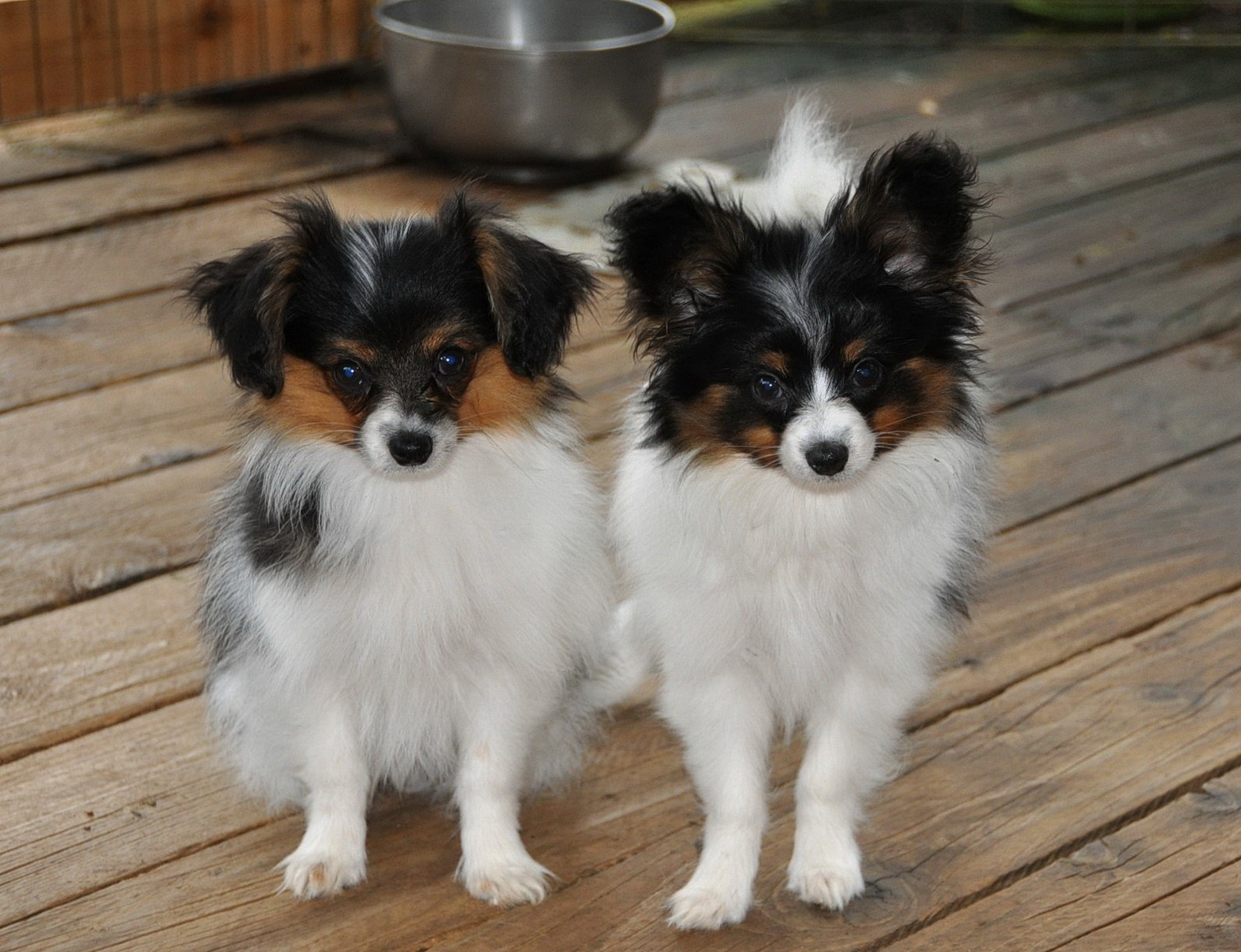 Road's End Papillons : 14 Week old Papillon (Phalene) Puppies