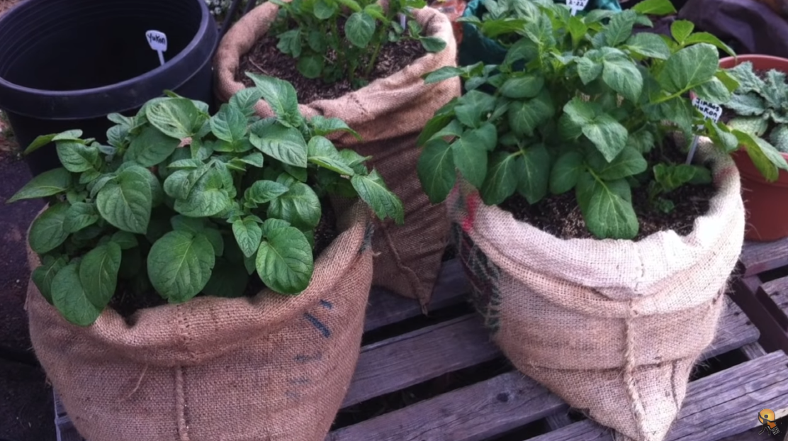 Akak Tak Perlu Beli Kentang Lagi! Begini Cara Tanam Kentang Dalam Guni ...