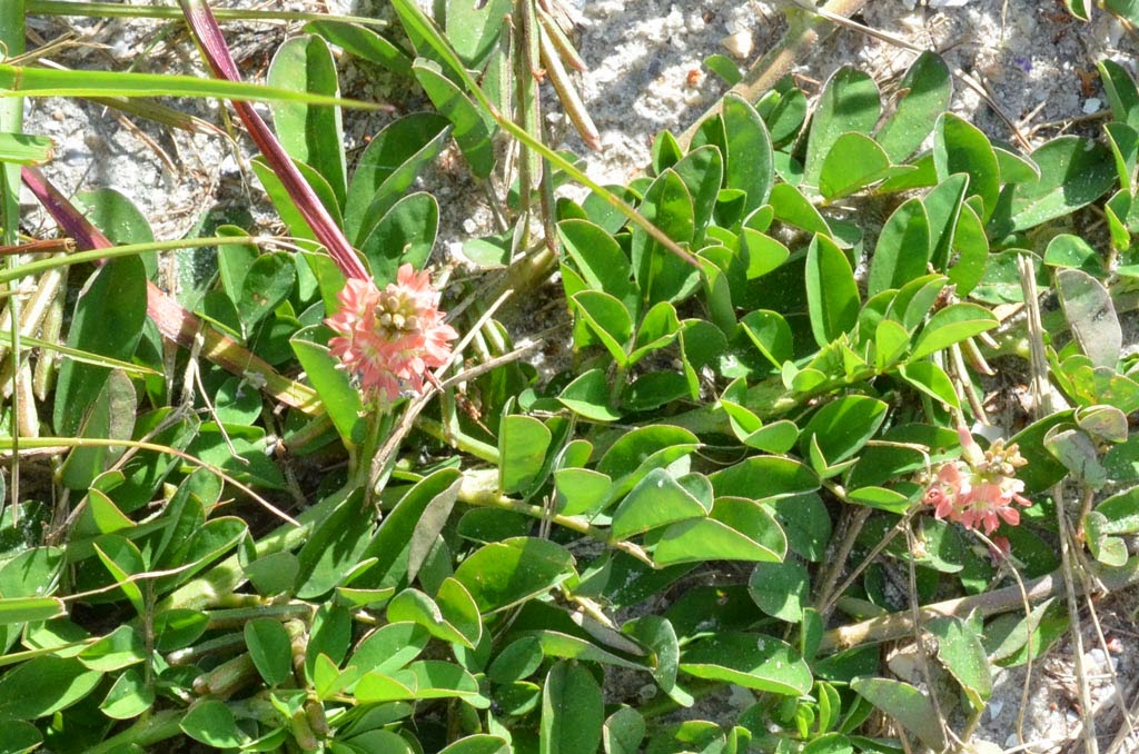 Space Coast Wildflowers: Jordan Scrub Sanctuary, May 13, 2015