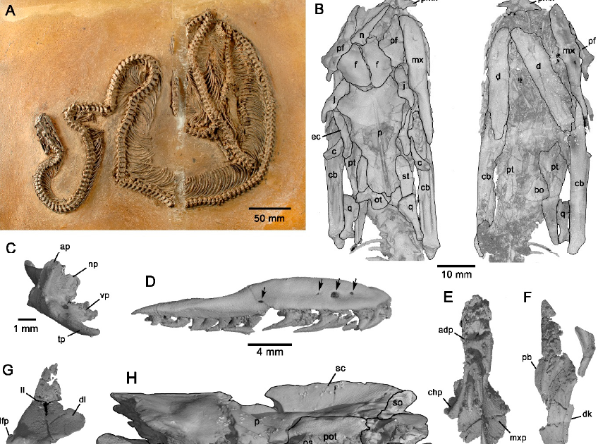 Sciency Thoughts: Eoconstrictor fischeri: A Booid Snake from the Middle ...
