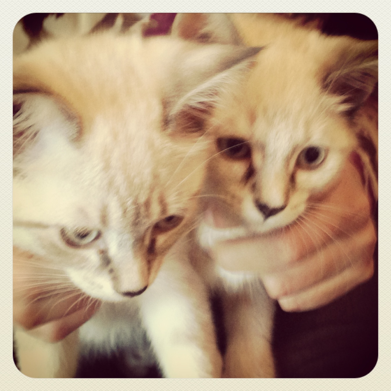 We Are Permese If You Please: What is a Permese and How Do I Get One?